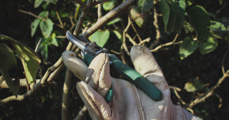 The Right Way to Prune Plants in Winter - Lawn Solutions Australia