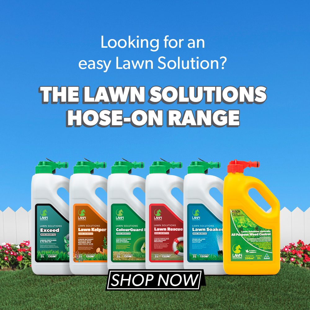 Winter Grass (Poa annua) - Lawn Solutions Australia