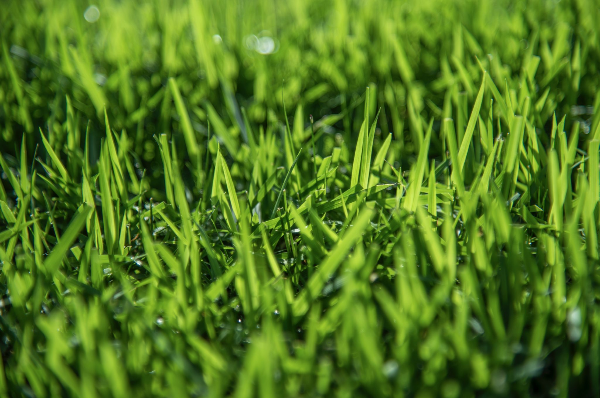 Which is the Best Zoysia Grass? – Jimboomba Turf Group