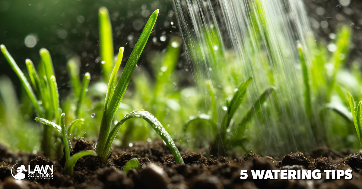 Top 6 Tips for Watering your Lawn - Lawn Solutions Australia