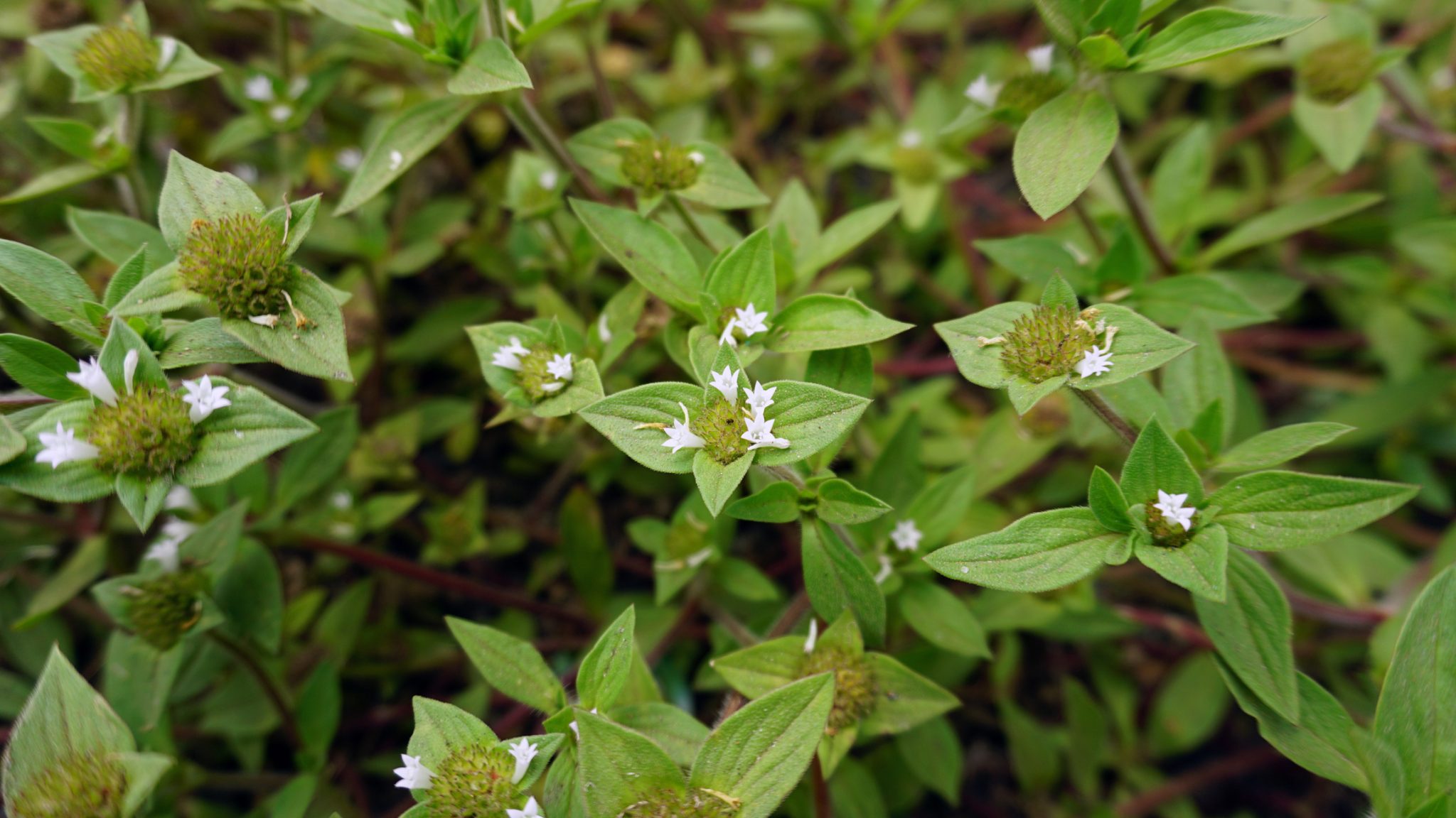 How to Remove Richardia from Your Lawn - Lawn Solutions Australia
