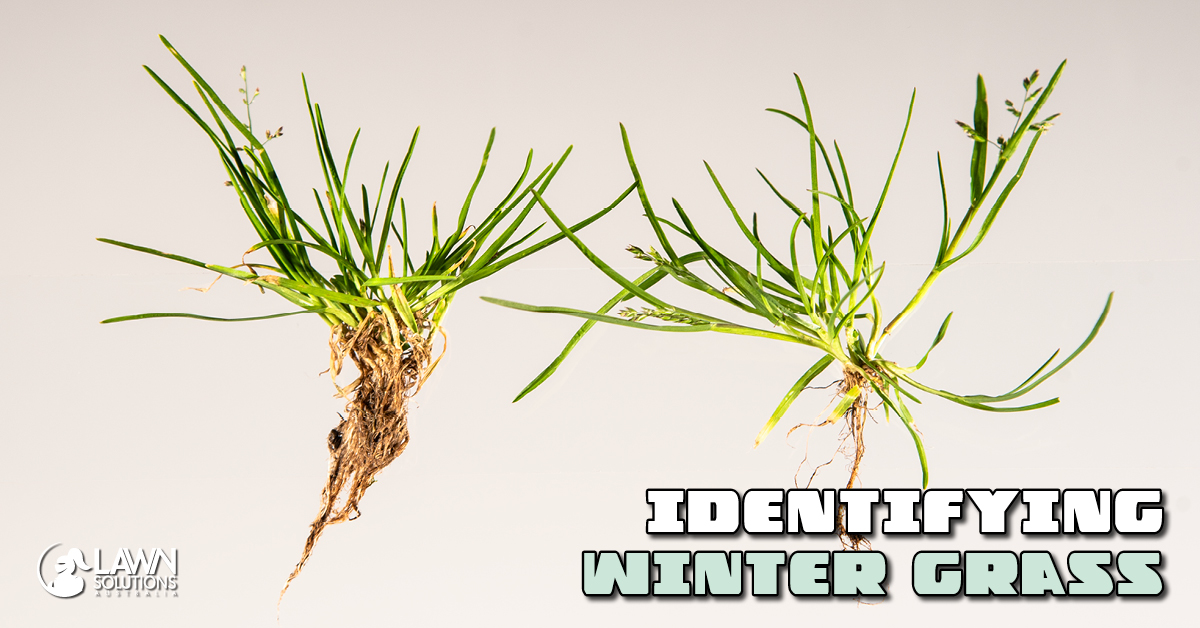 How to Identify and Treat Winter Grass (Poa annua) - Lawn Solutions ...