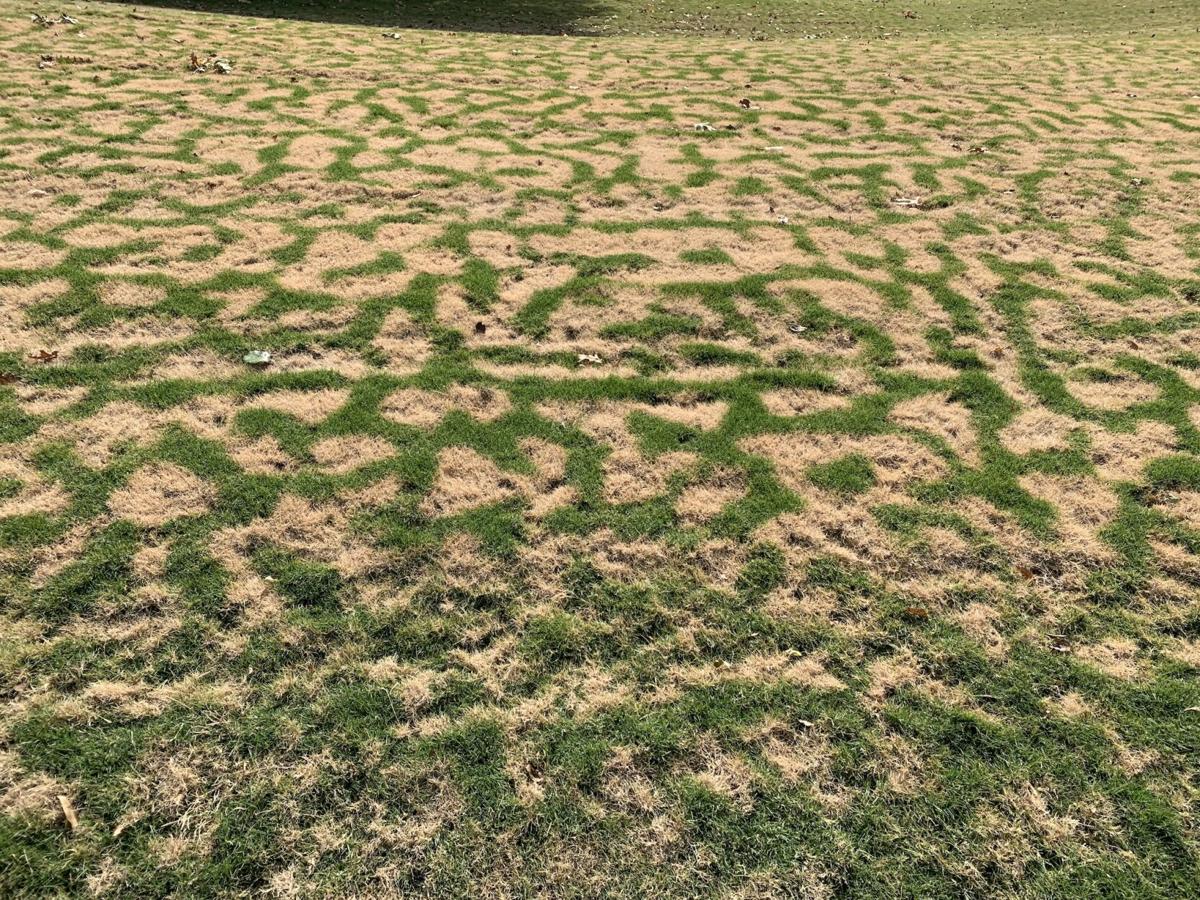 Weird Lawn Phenomena - Lawn Solutions Australia