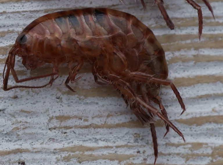 Weird Lawn Phenomena - Lawn Solutions Australia