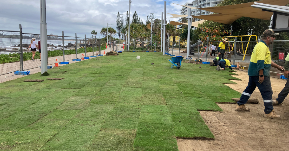 Transforming Mooloolaba with TifTuf - Lawn Solutions Australia