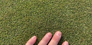 Specialty Turf Types for Sports - Lawn Solutions Australia