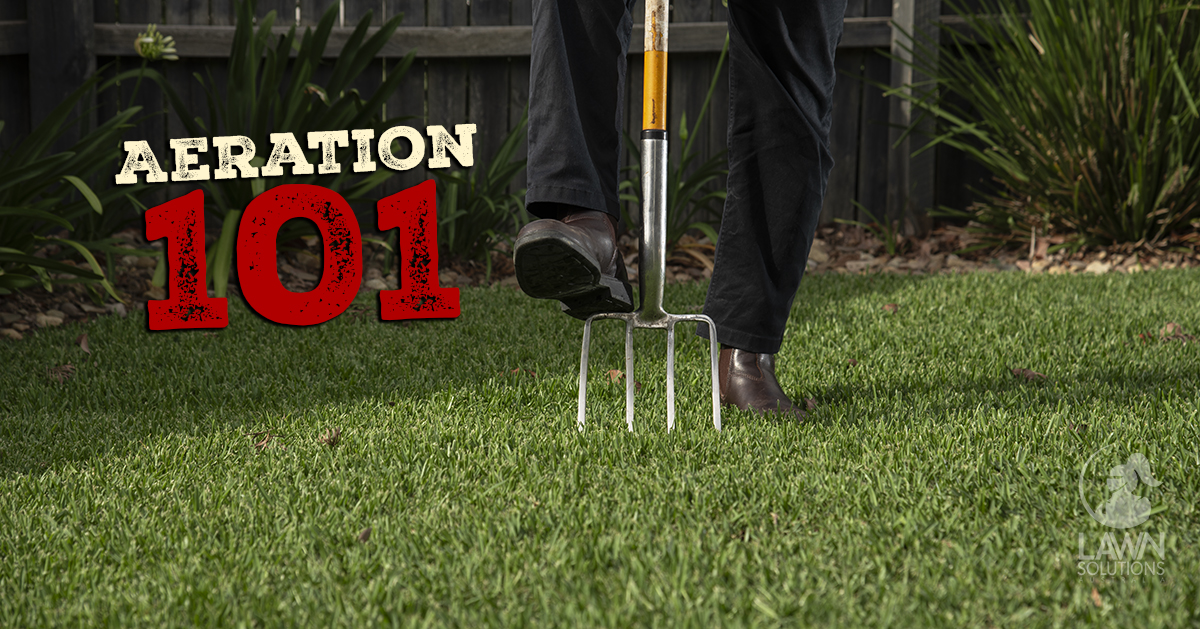Aeration 101 | What, Why, When and How - Lawn Solutions Australia