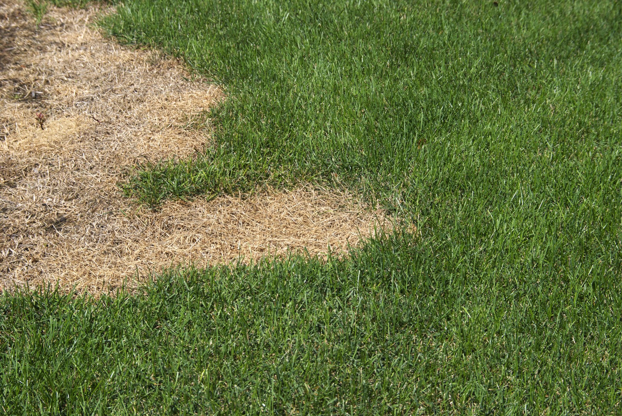 What’s Wrong with My Lawn? Common Lawn Care Problems and What They Look ...