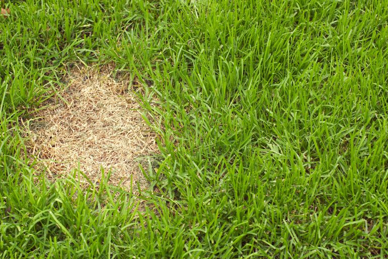 What’s Wrong with My Lawn? Common Lawn Care Problems and What They Look ...