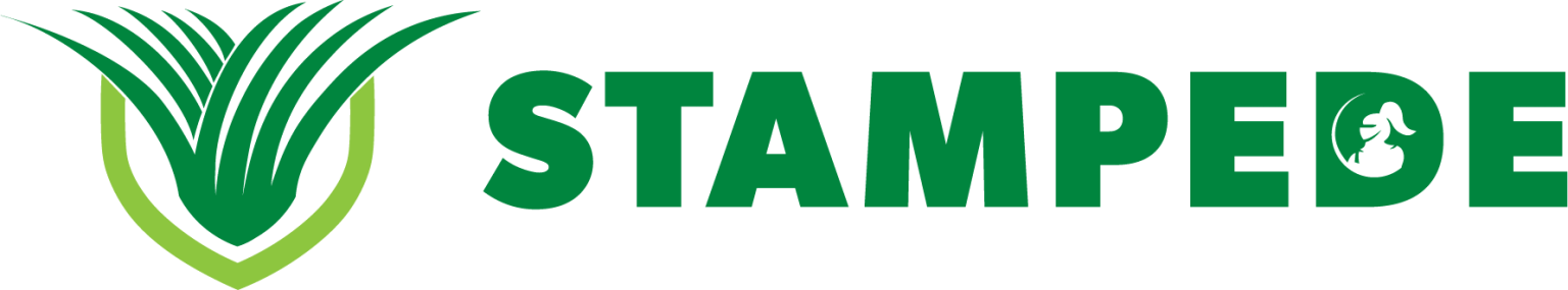 Stampede Hybrid Buffalo Grass - Lawn Solutions Australia