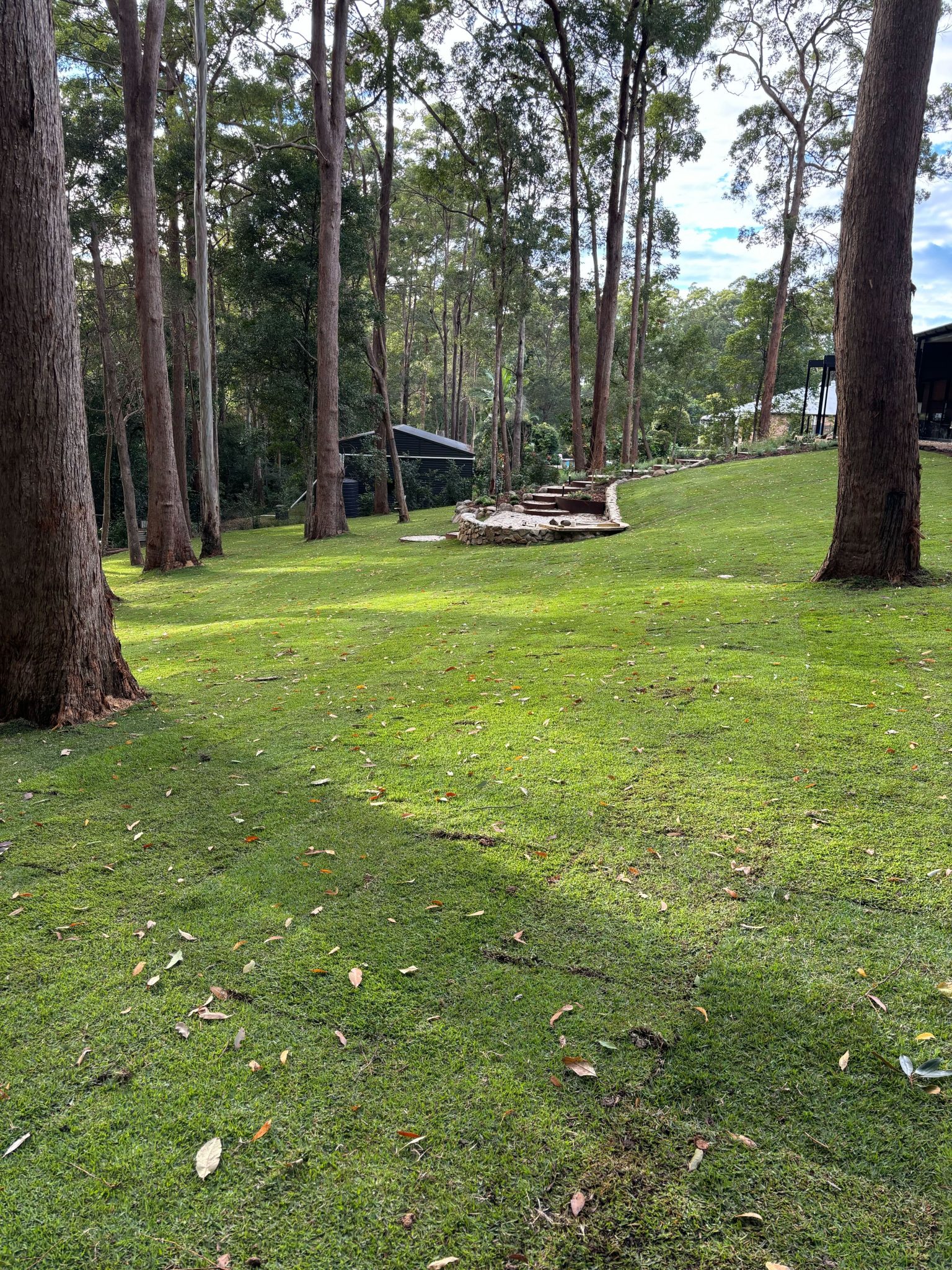 Zoysia Australis The Turf That Southeast Queensland Cant Get Enough 4233