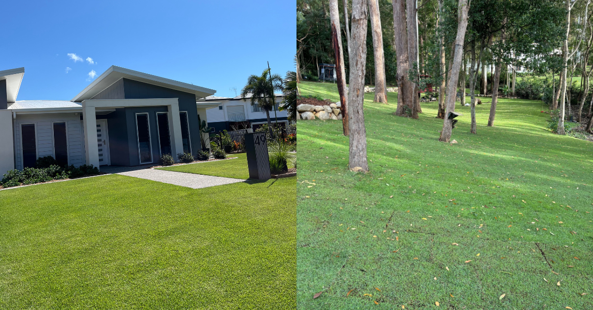 Zoysia Australis The Turf That Southeast Queensland Cant Get Enough 3385