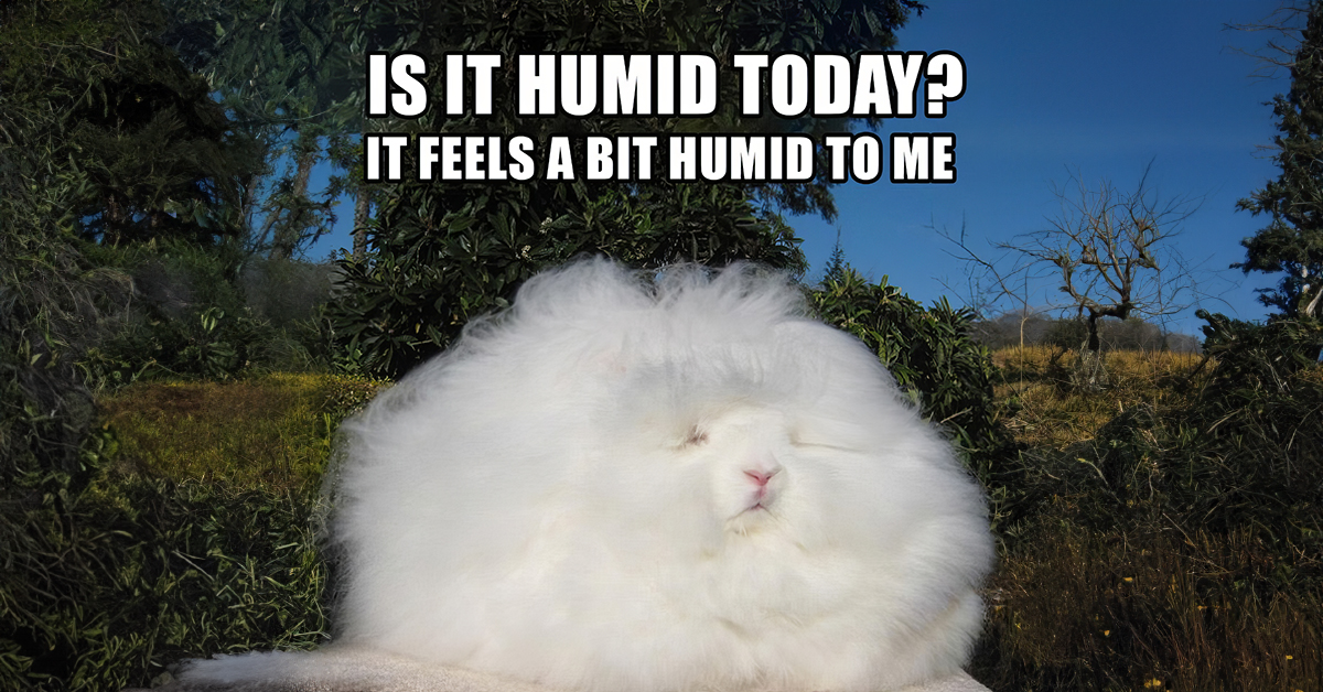 How to Help Your Lawn in Hot and Humid Weather - Lawn Solutions Australia