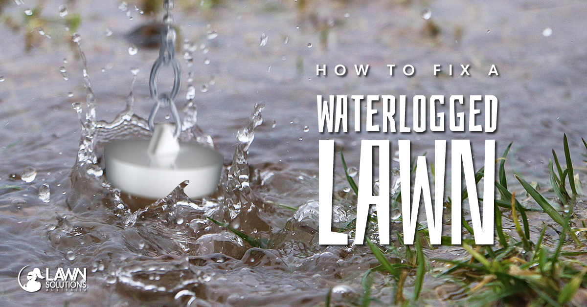 How to Help a Waterlogged Lawn After Heavy Rain - Lawn Solutions Australia
