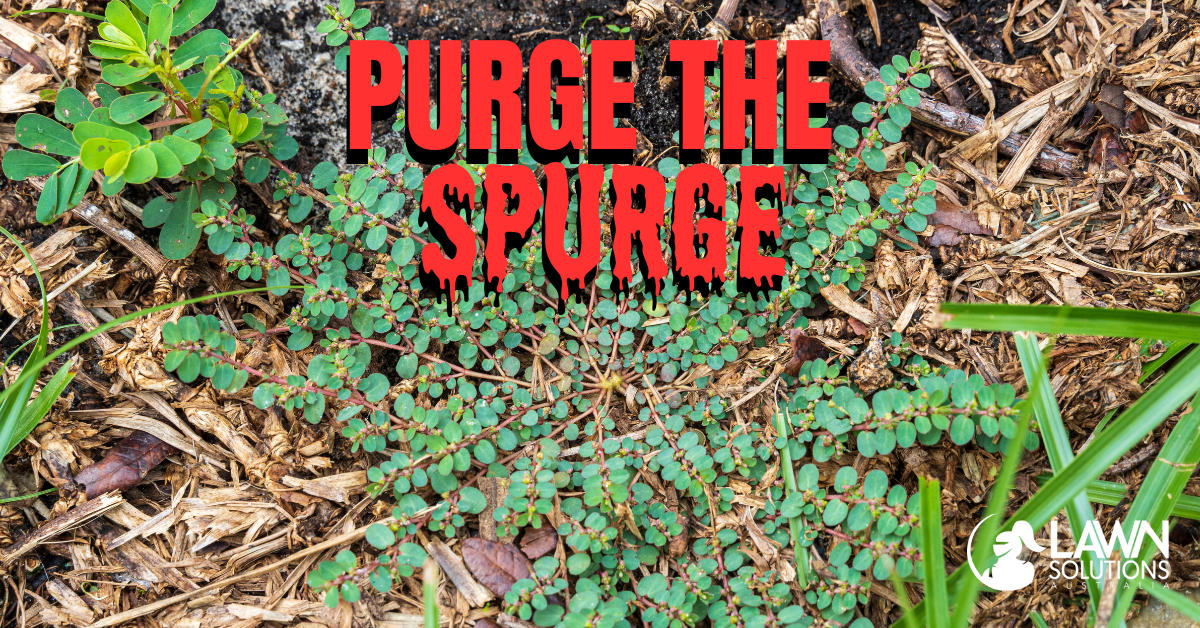 Purge the Spurge | How to Remove Spotted Spurge from Your Lawn - Lawn ...