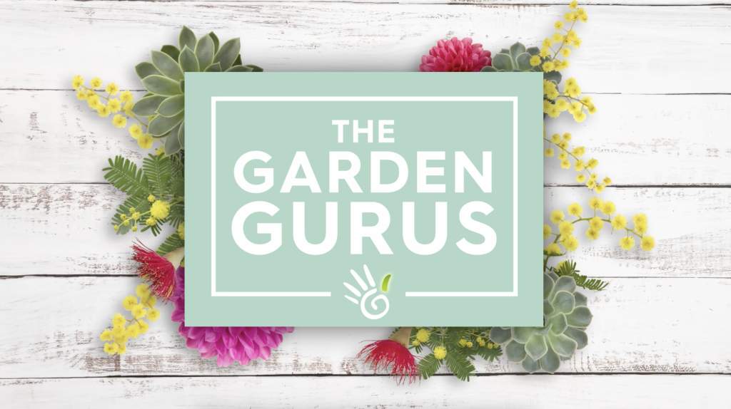 The Garden Gurus | Turfgrass Varieties - Lawn Solutions Australia