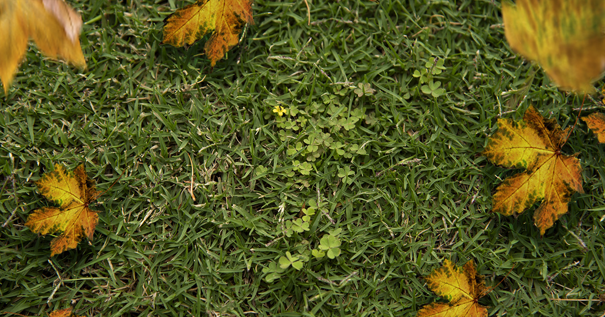 What Weeds Grow in Autumn and How Do I Remove Them? - Lawn Solutions ...