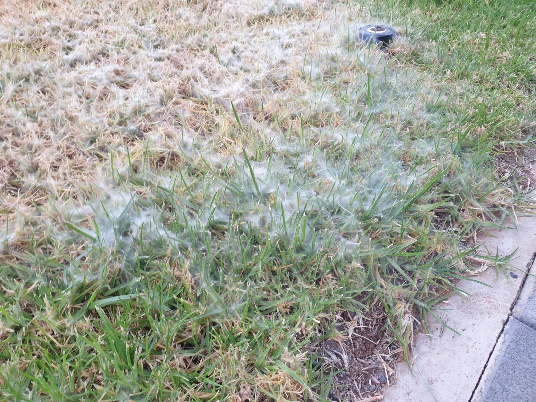 What Are Spider Mites, and How Do I Remove Them? - Lawn Solutions Australia
