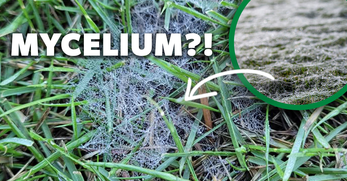 What’s Mycelium and What Does It Look Like? - Lawn Solutions Australia