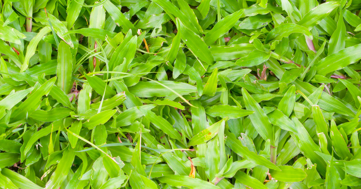 How to Stop Carpet Grass Contaminating Other Lawn Types - Lawn ...