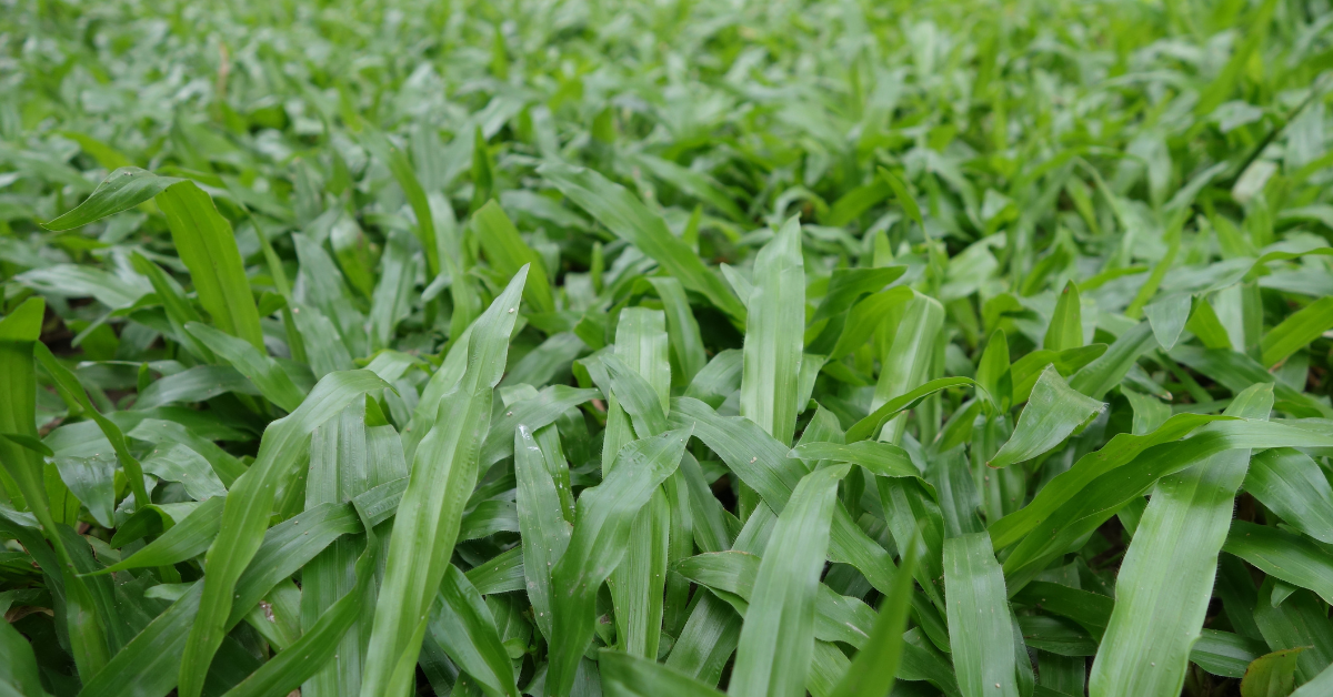 How to Stop Carpet Grass Contaminating Other Lawn Types - Lawn ...