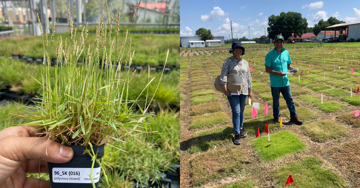 Turf Breeding for the Future - Lawn Solutions Australia