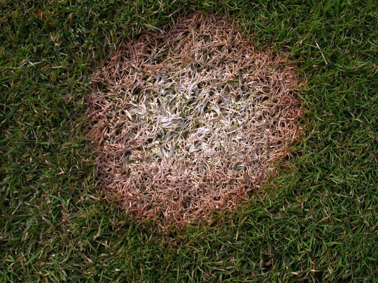Do I Have Winter Fusarium? - Lawn Solutions Australia