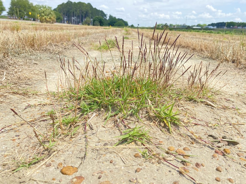 Turf Breeding for the Future - Lawn Solutions Australia