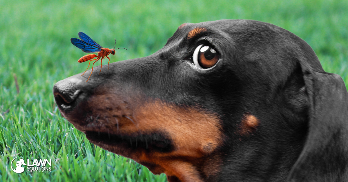 What is a Red Parasitic Wasp, and Should I be Concerned? - Lawn ...