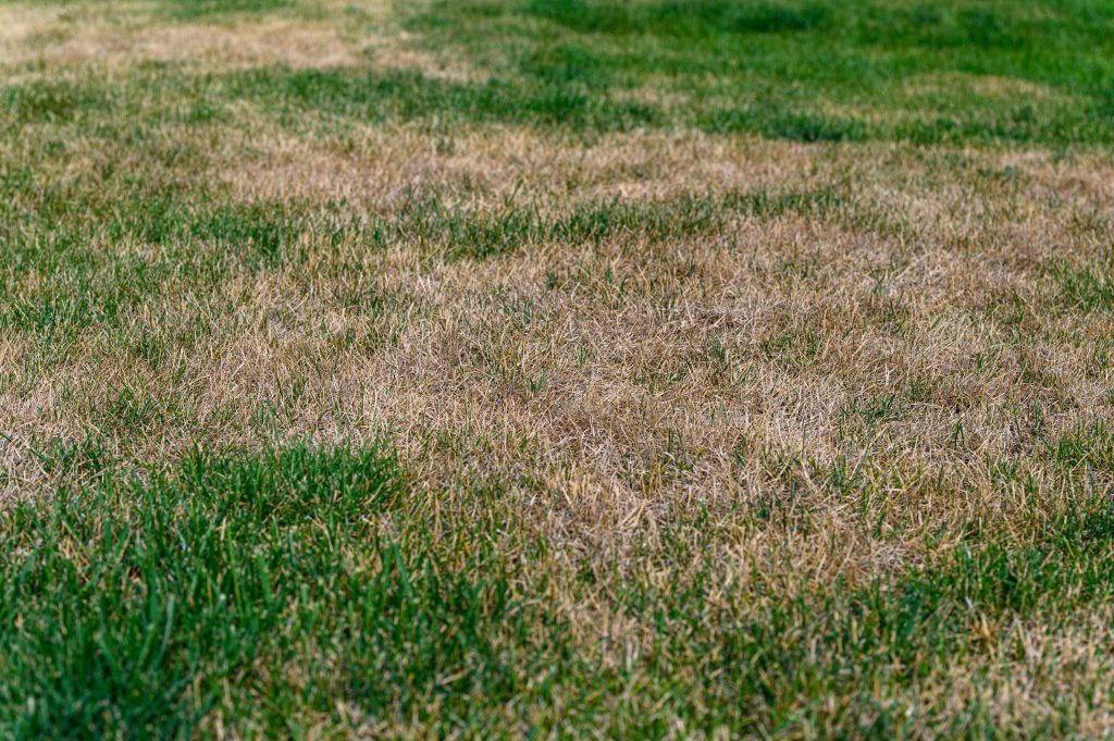 What is Your Lawn Telling You? How to Identify Potential Issues to Get ...