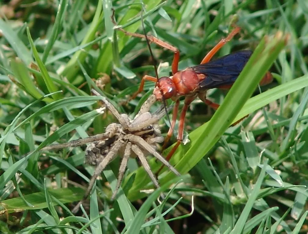 What is a Red Parasitic Wasp, and Should I be Concerned? - Lawn ...