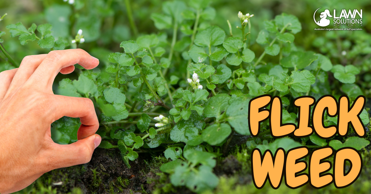 What is Flickweed? - Lawn Solutions Australia